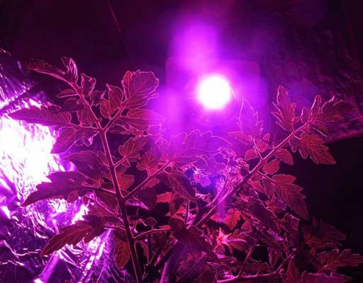 Red Light Man • Light Therapy & Grow Lights