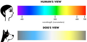Red Light Therapy and Animals - Red Light Man