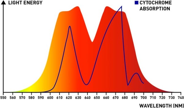 Red Light Therapy - Red Light Man