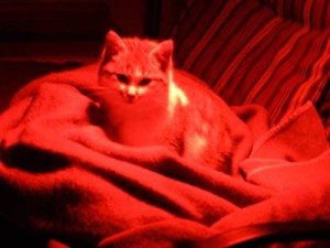 Red Light Therapy and Animals - Red Light Man