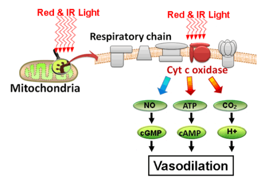 Red Light and Erectile Dysfunction - Red Light Man