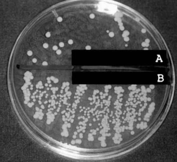Red Light and Yeast Infections - Red Light Man